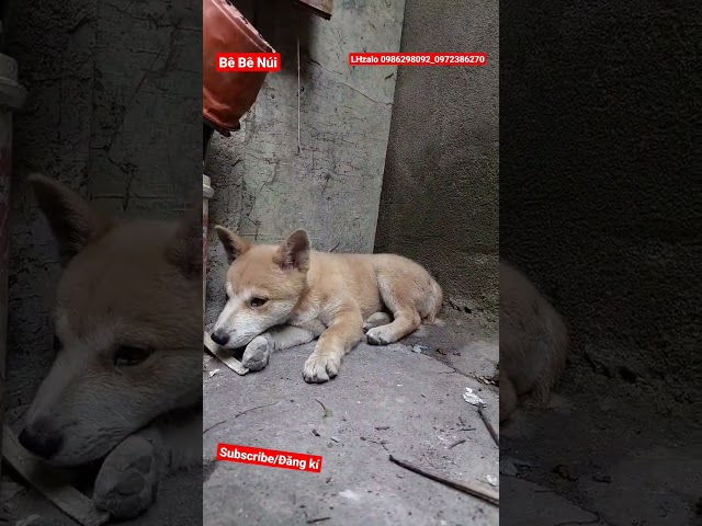Hmong dog | chú chó Mông cộc vàng bạc má đuôi thỏ. em có bộ lông rất ...